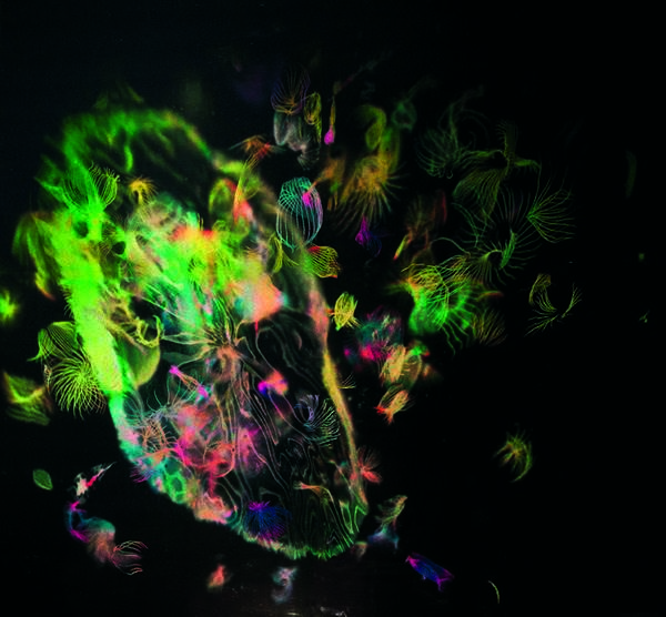 Paula Dawson, Hyperobject: Homeland - Art Almanac